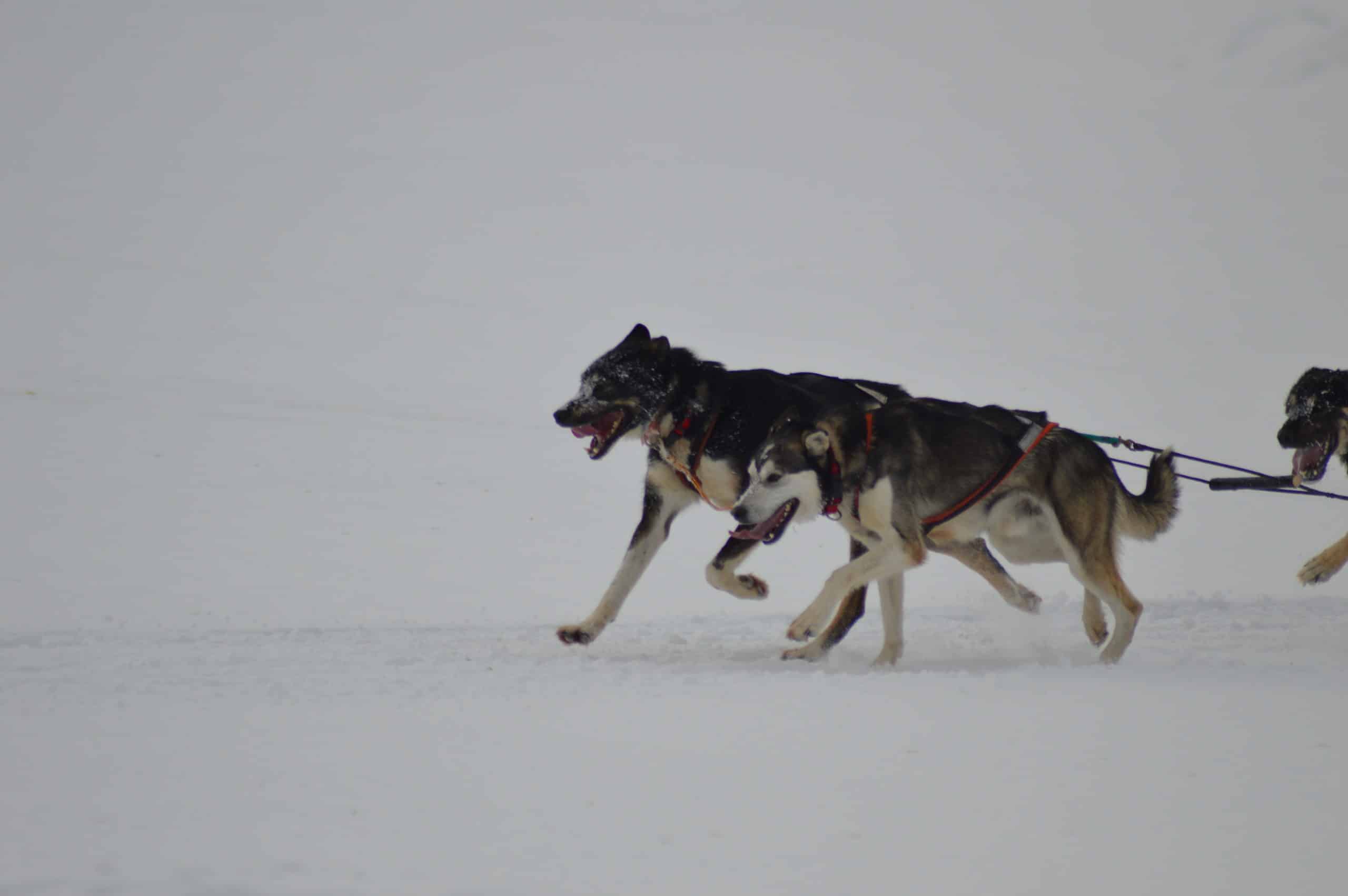 Sundog Sport | Sundog Sport